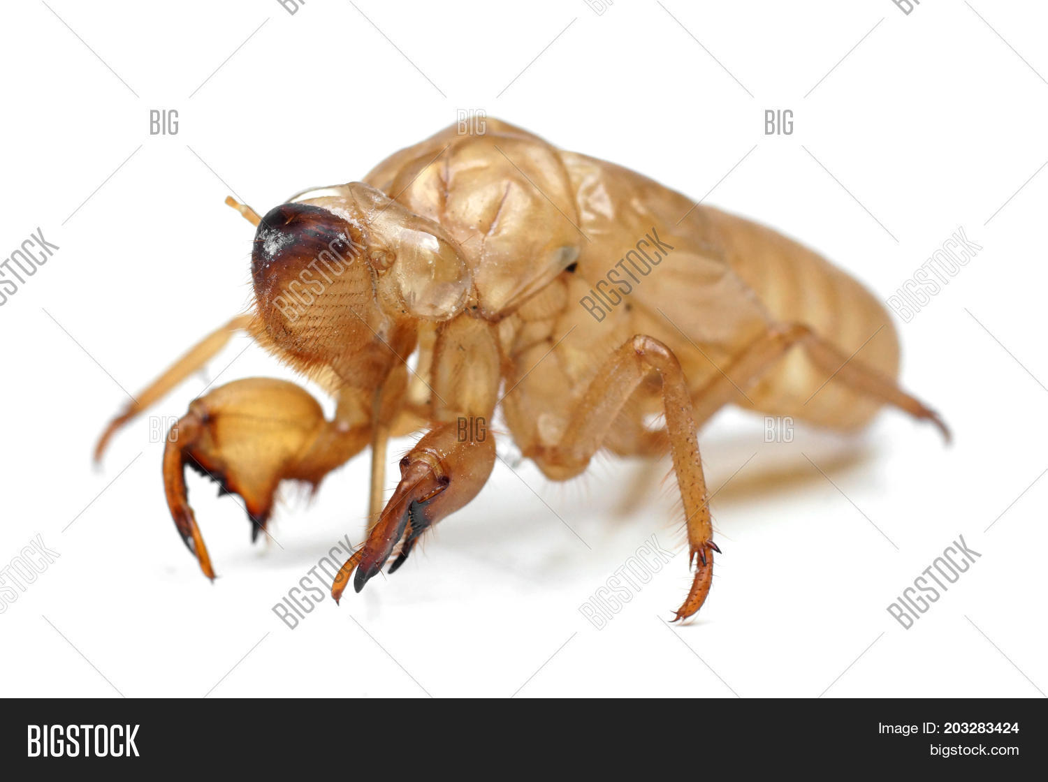 Closeup Slough Off Image & Photo (Free Trial) | Bigstock