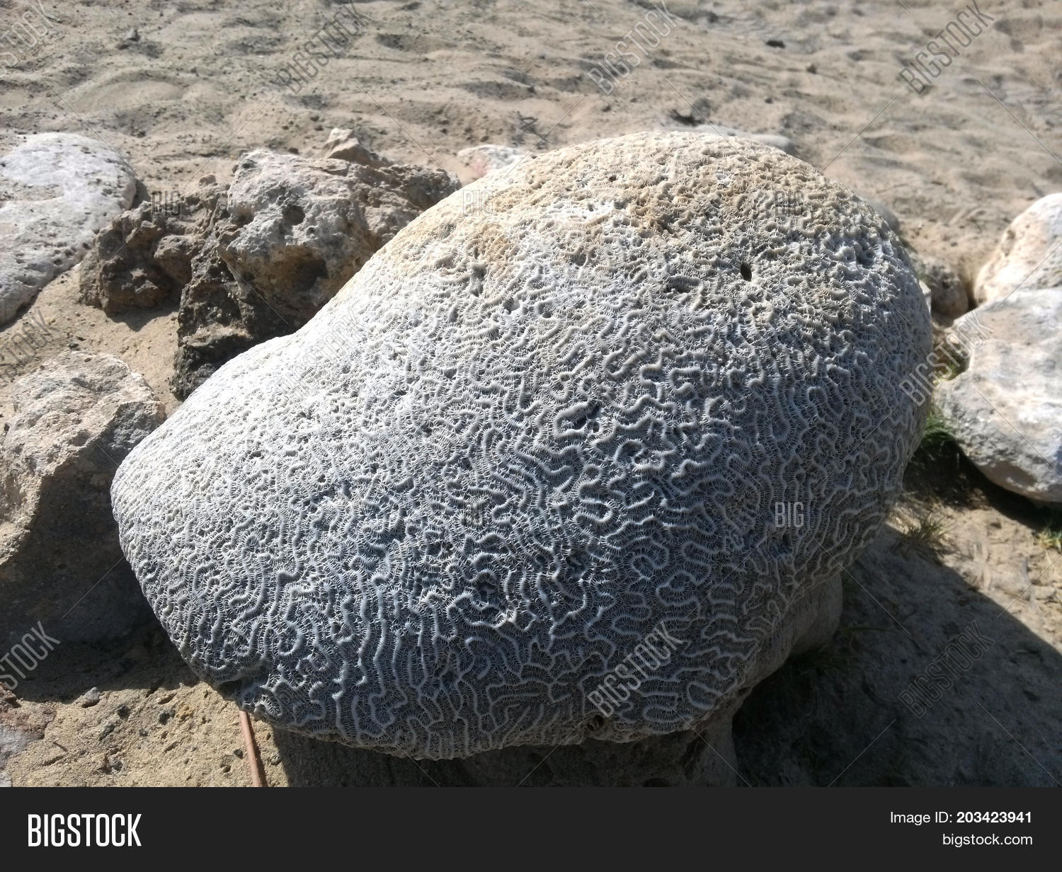 Roca De Coral Orillas Image & Photo (Free Trial) | Bigstock