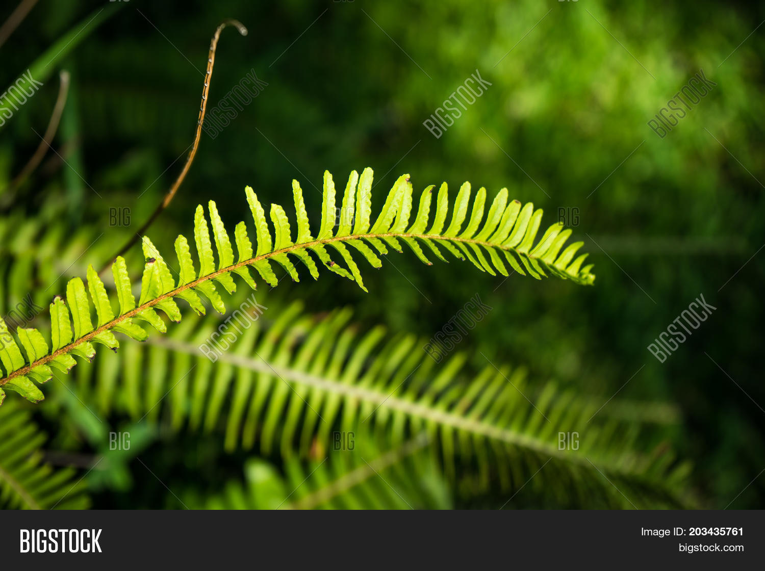 Nephrolepis Exaltata Image & Photo (Free Trial) | Bigstock