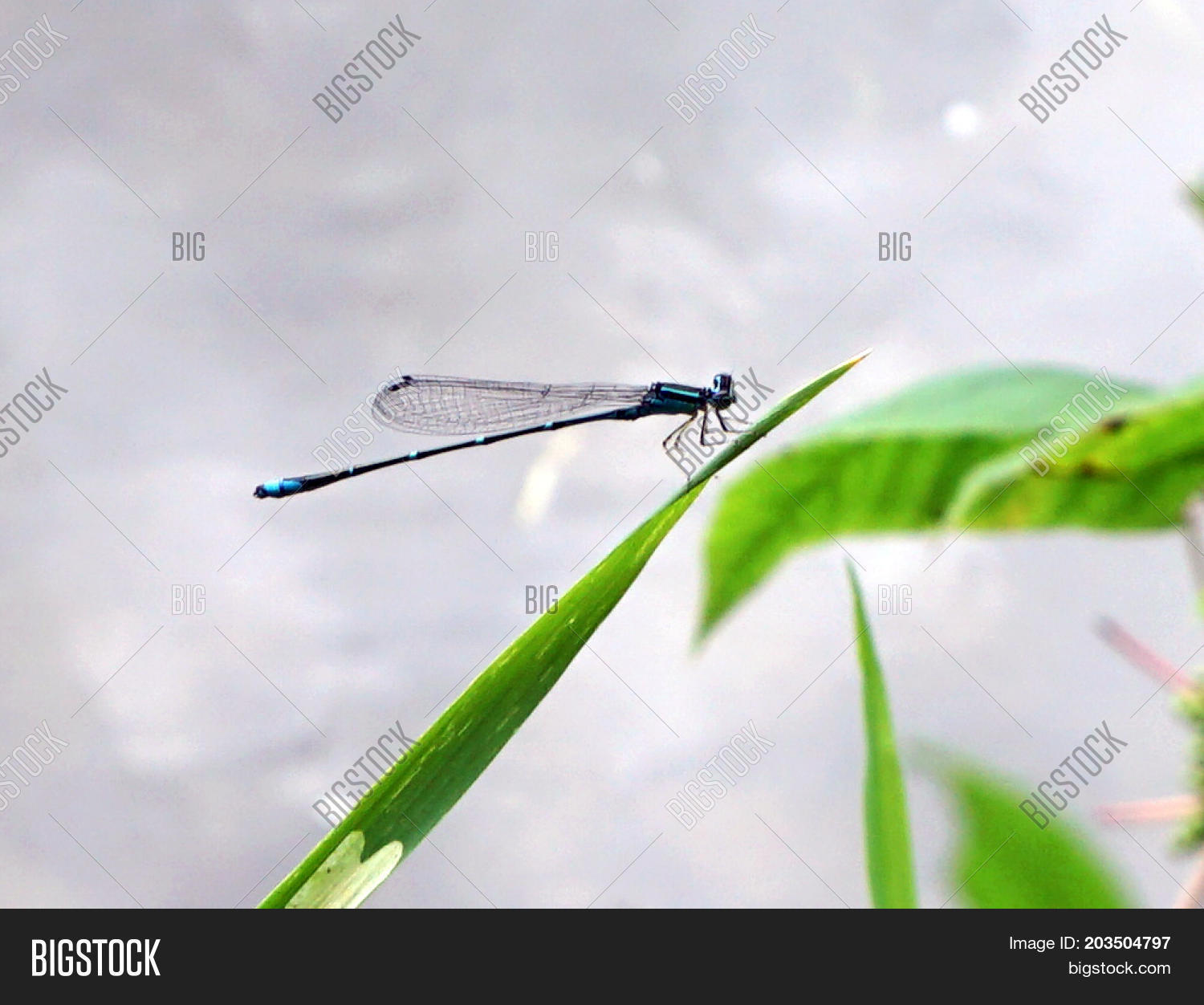Stream Bluet Damselfy Image & Photo (Free Trial) | Bigstock