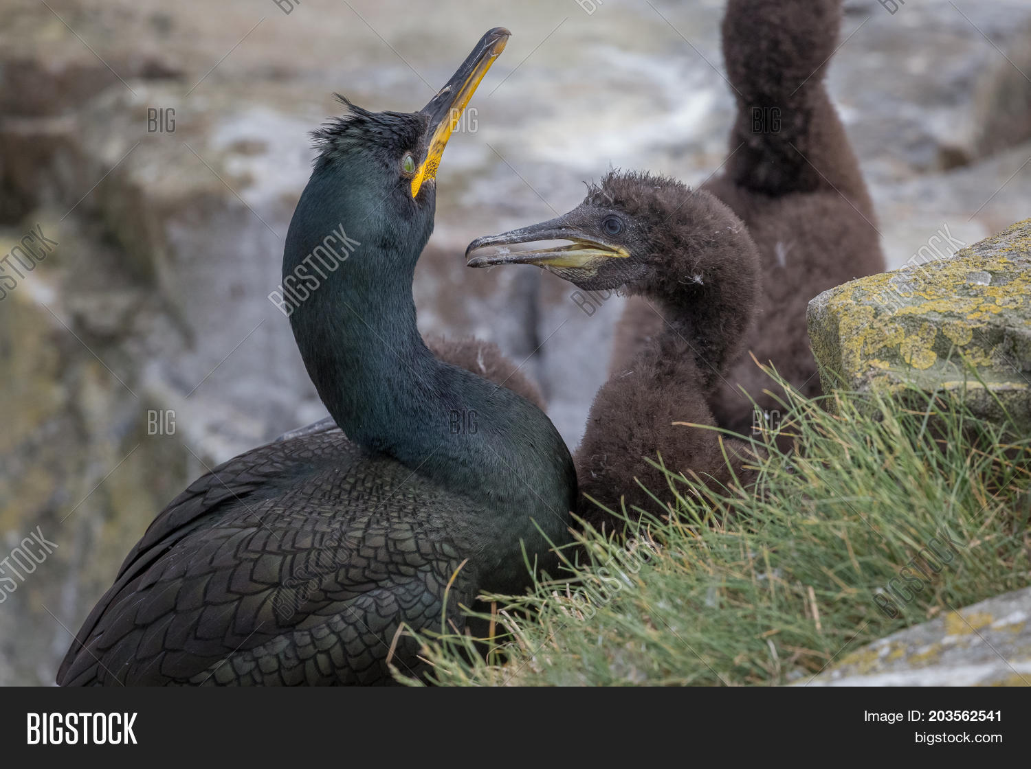 Adult Shag ( Image & Photo (Free Trial) | Bigstock
