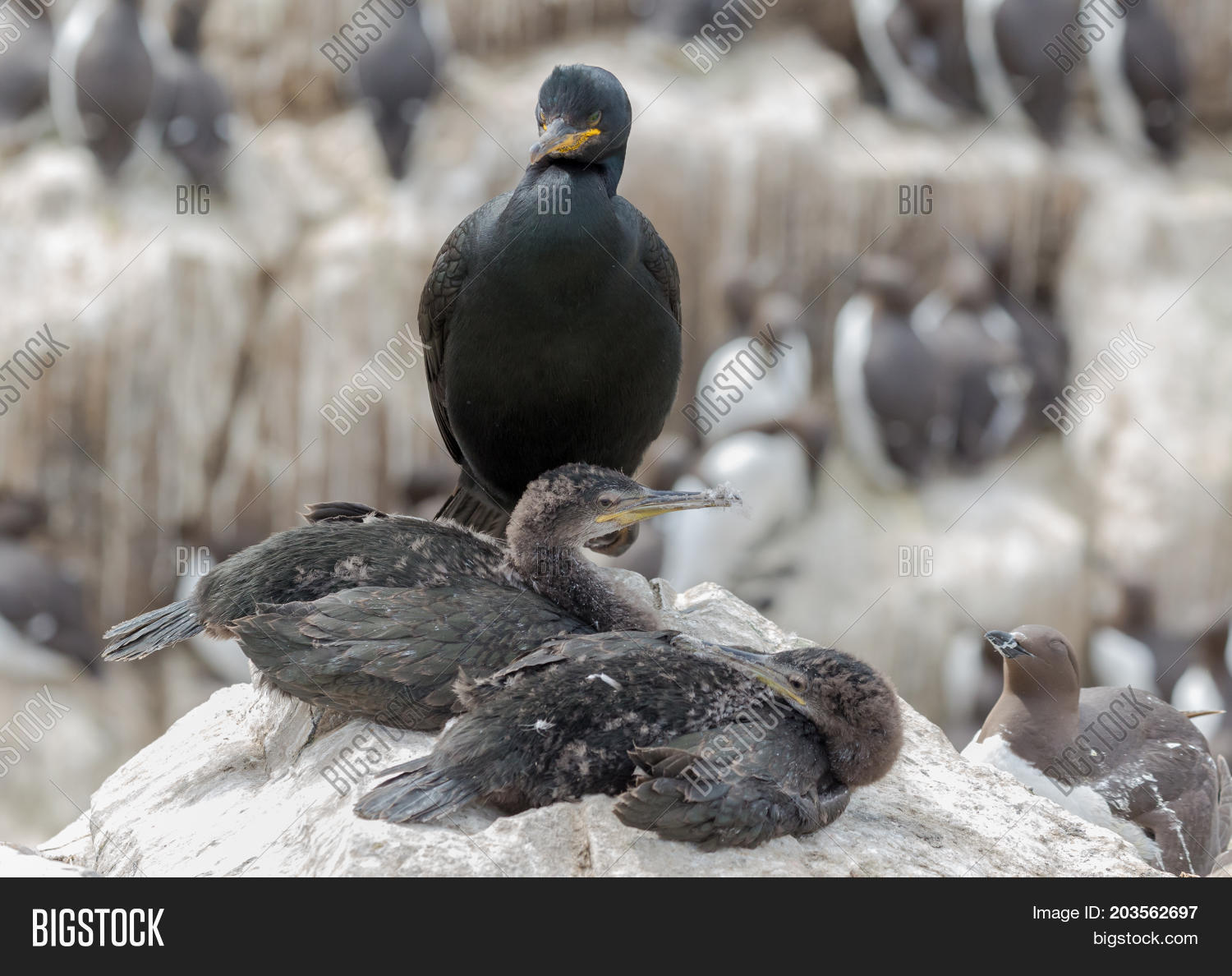 Adult Shag ( Image & Photo (Free Trial) | Bigstock