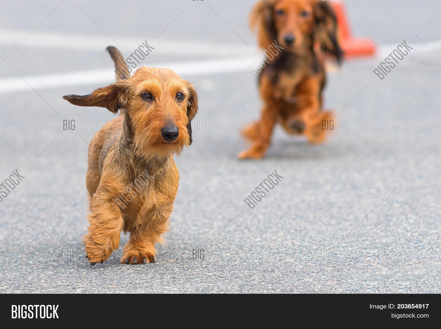 Terrier Small Dog Runs Image & Photo (Free Trial) | Bigstock
