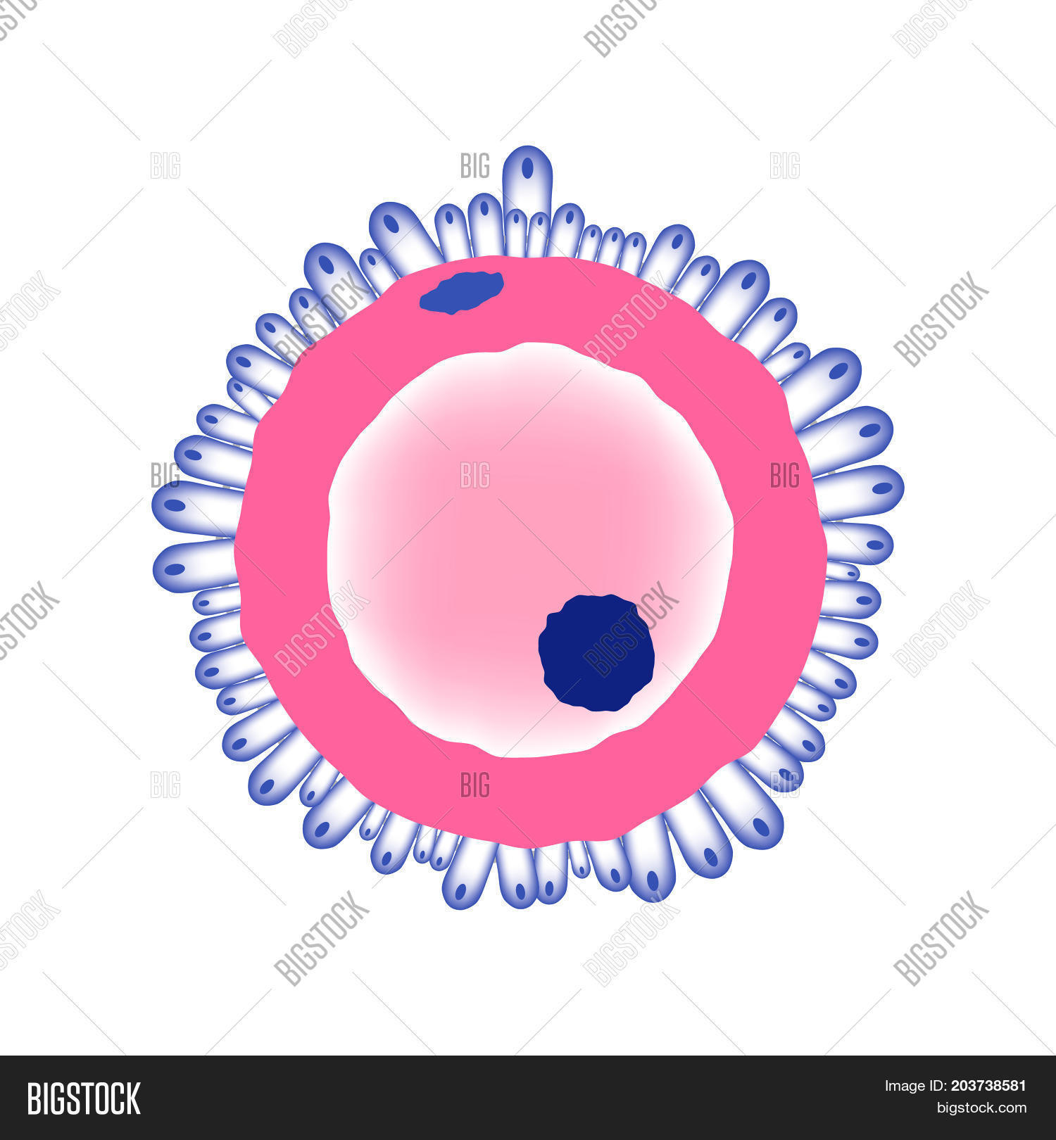 Simplified Female Image & Photo (Free Trial) | Bigstock