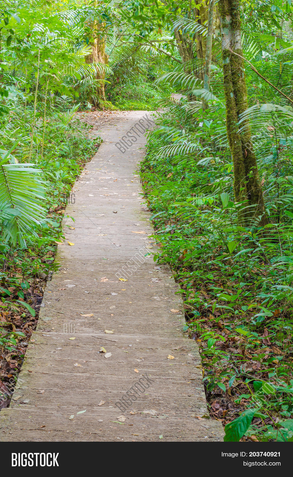 Walkway Landscape Lane Road