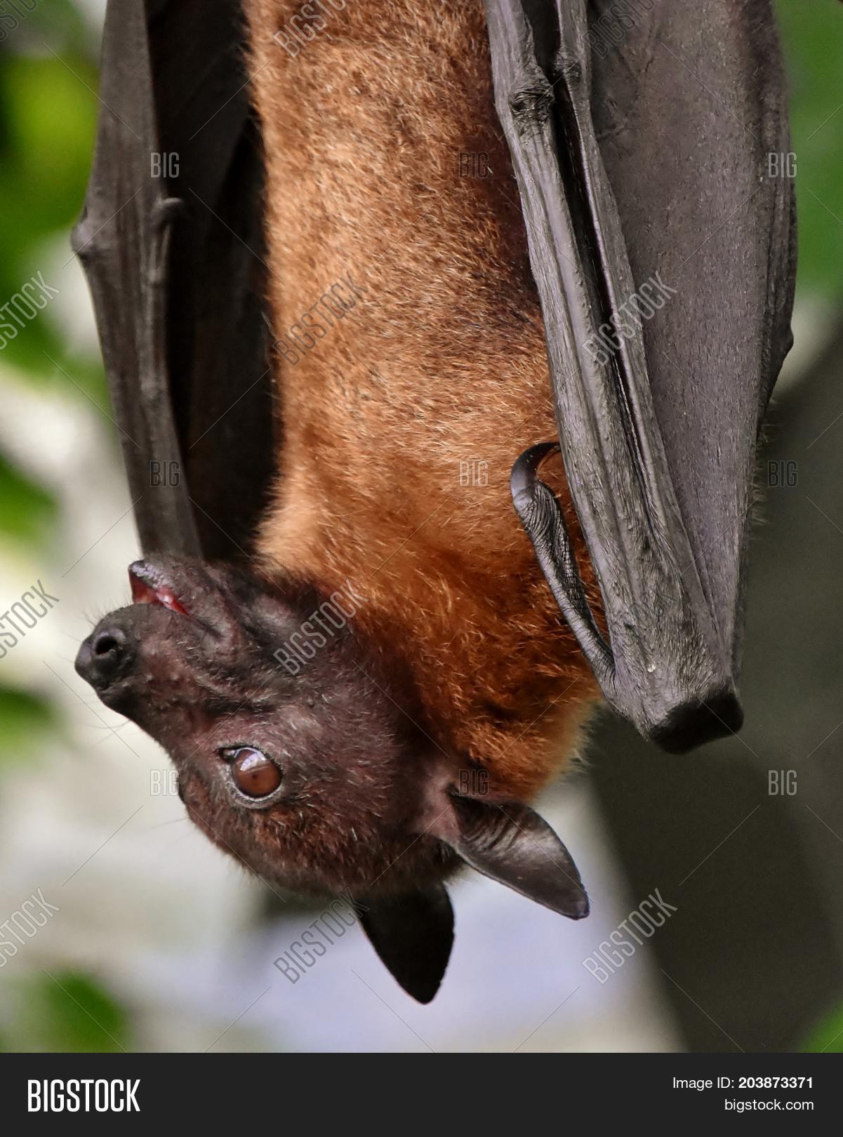 Close Fruit Bat Image & Photo (Free Trial) | Bigstock