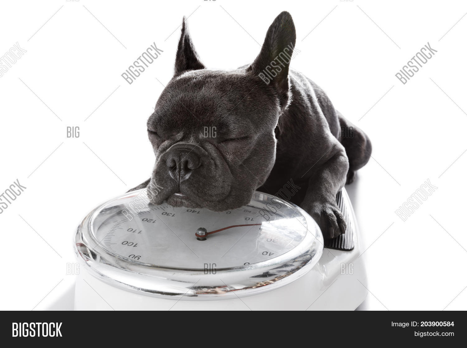 Dog On Scale , Image & Photo (Free Trial) | Bigstock
