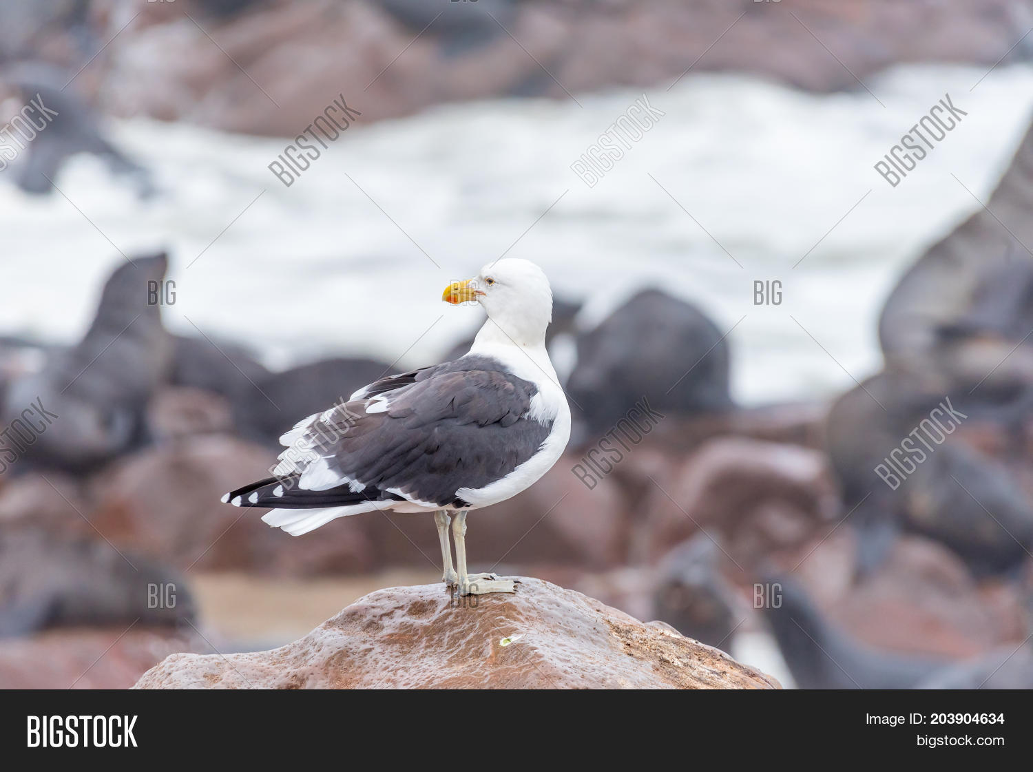 Kelp Gull Larus Image & Photo (Free Trial) | Bigstock