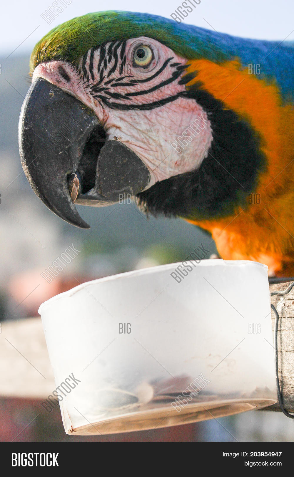 Close Macaw Eating On Image & Photo (Free Trial) | Bigstock