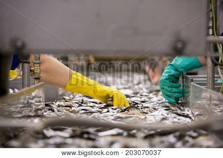 Fish Processing On Image & Photo (Free Trial) | Bigstock