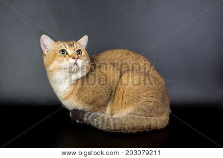 British Gold, Cat Image & Photo (Free Trial) | Bigstock