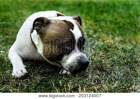 Staffordshire Bull Image & Photo (Free Trial) | Bigstock