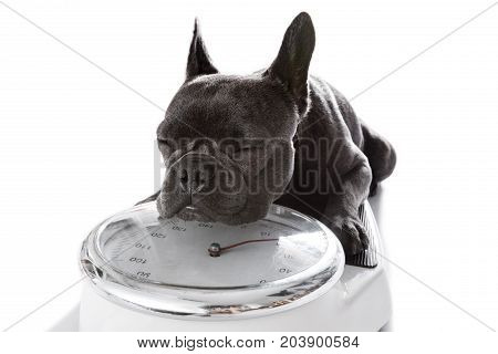 Dog On Scale , Image & Photo (Free Trial) | Bigstock