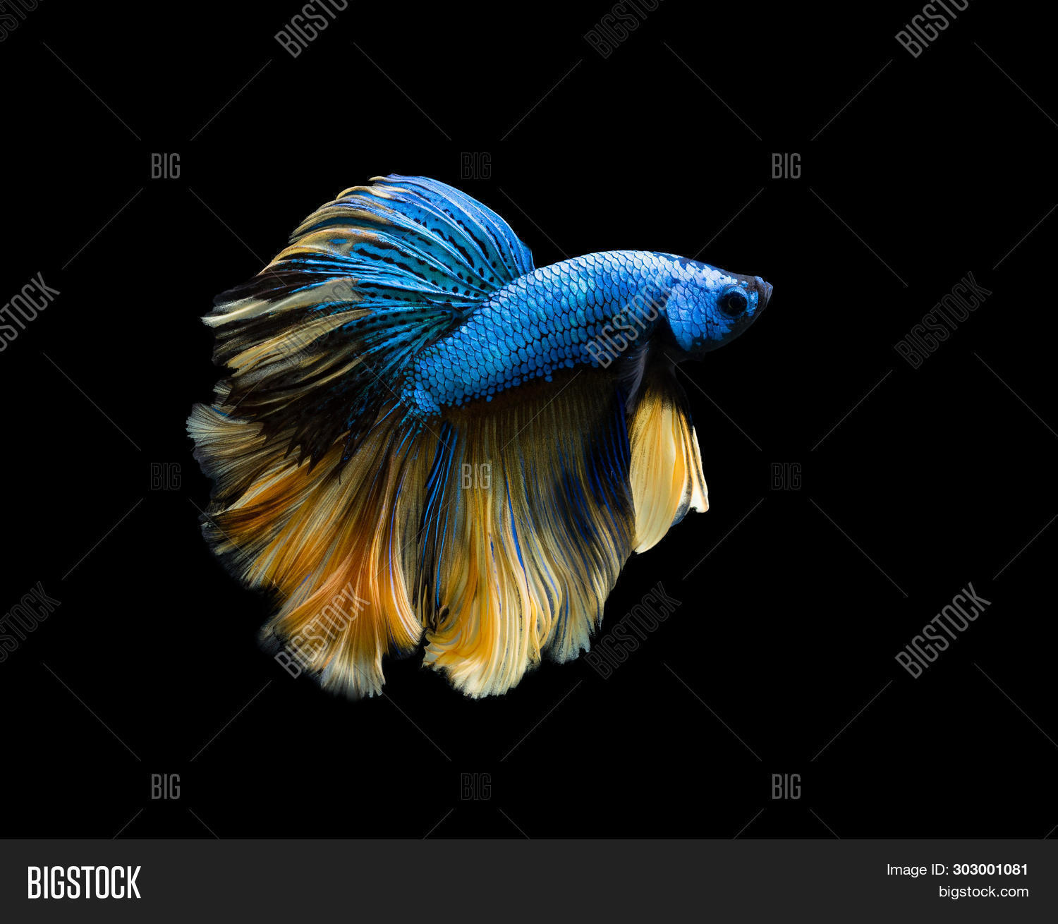 Siamese Fighting Fish Image & Photo (Free Trial) | Bigstock