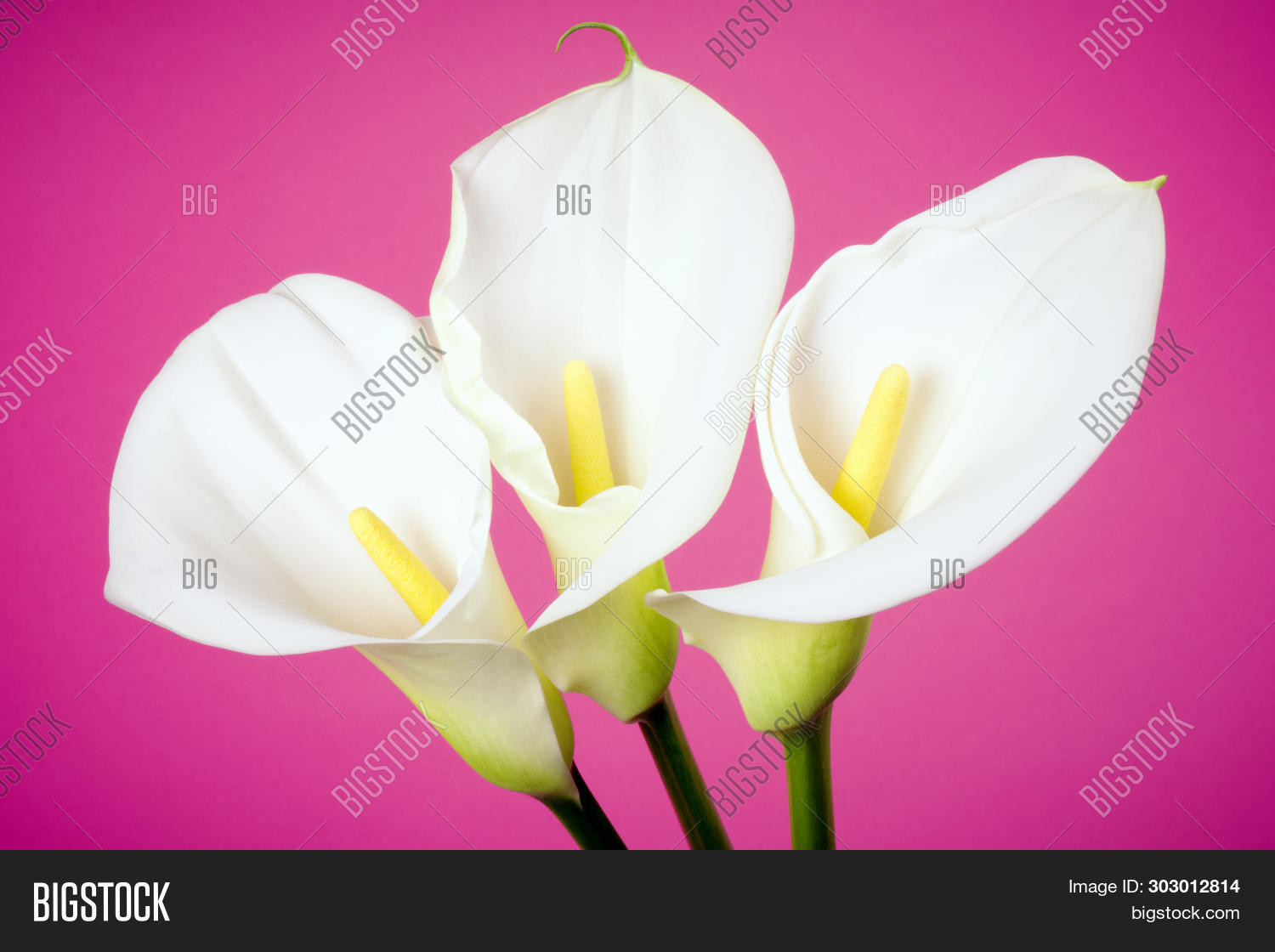 Three White Calla Lily Image & Photo (Free Trial) | Bigstock