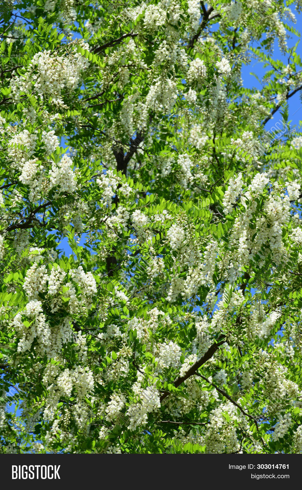 White Acacia Flower