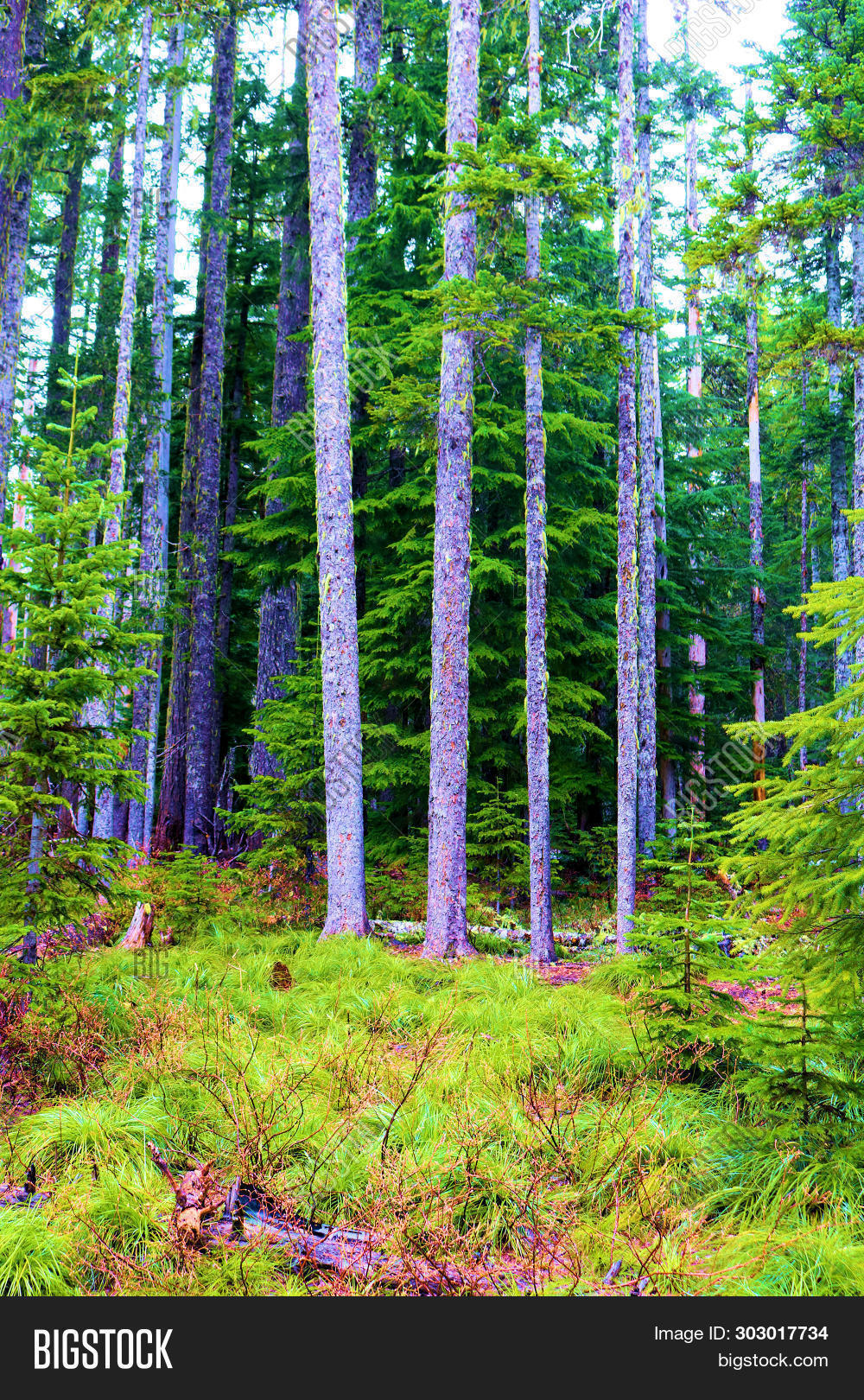 Temperate Evergreen Forest