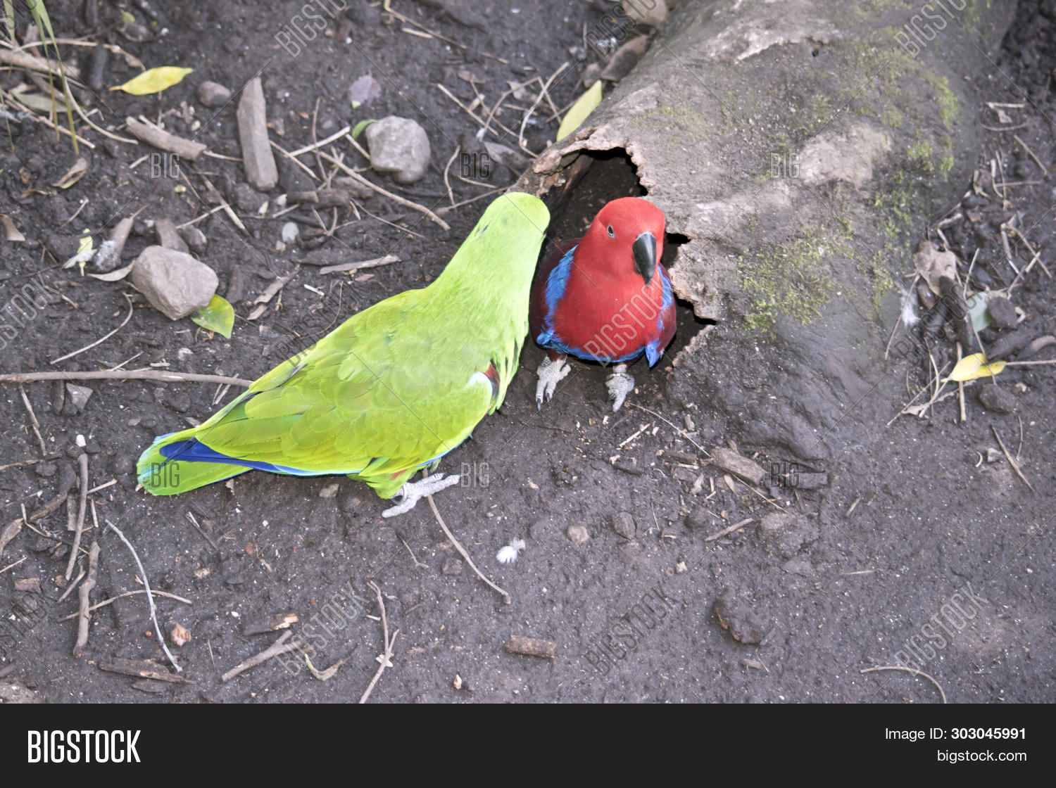 Female Eclectus Parrot Image & Photo (Free Trial) | Bigstock
