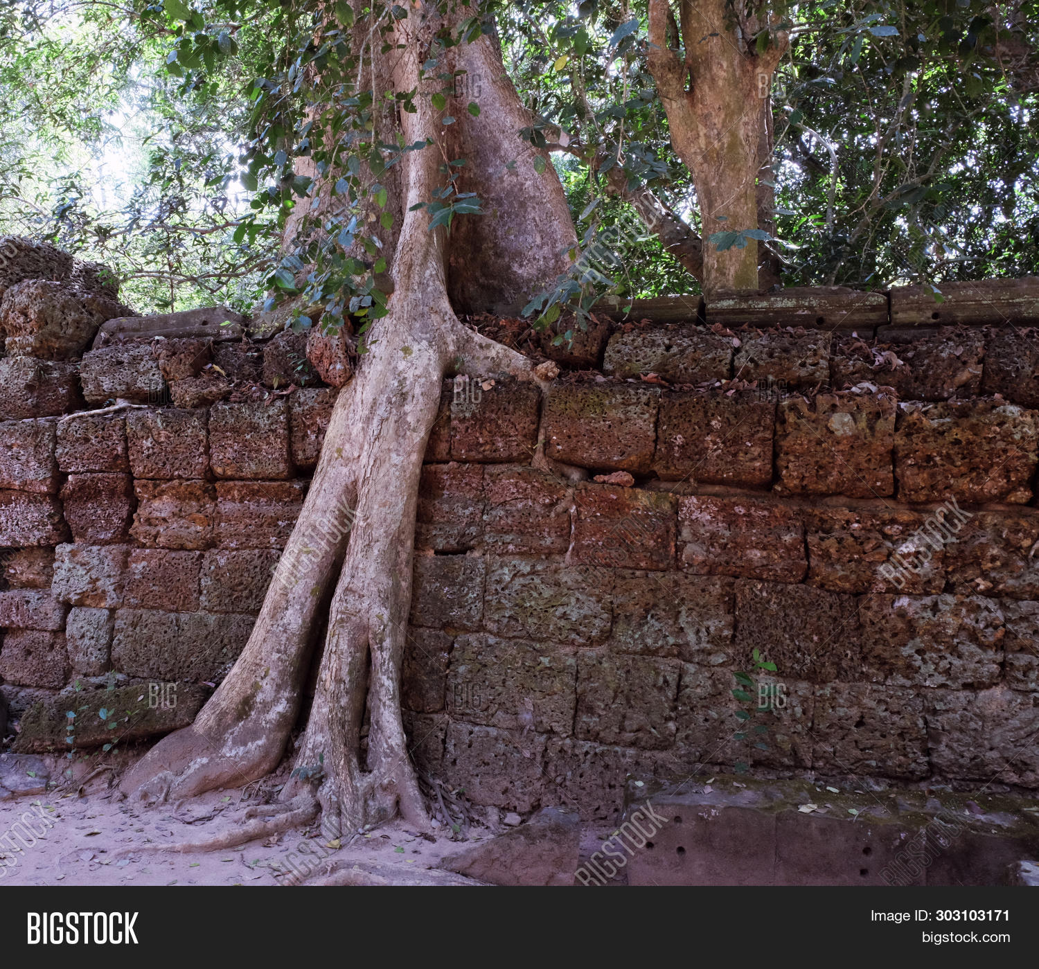 Huge Ficus Grows On Image & Photo (Free Trial) | Bigstock