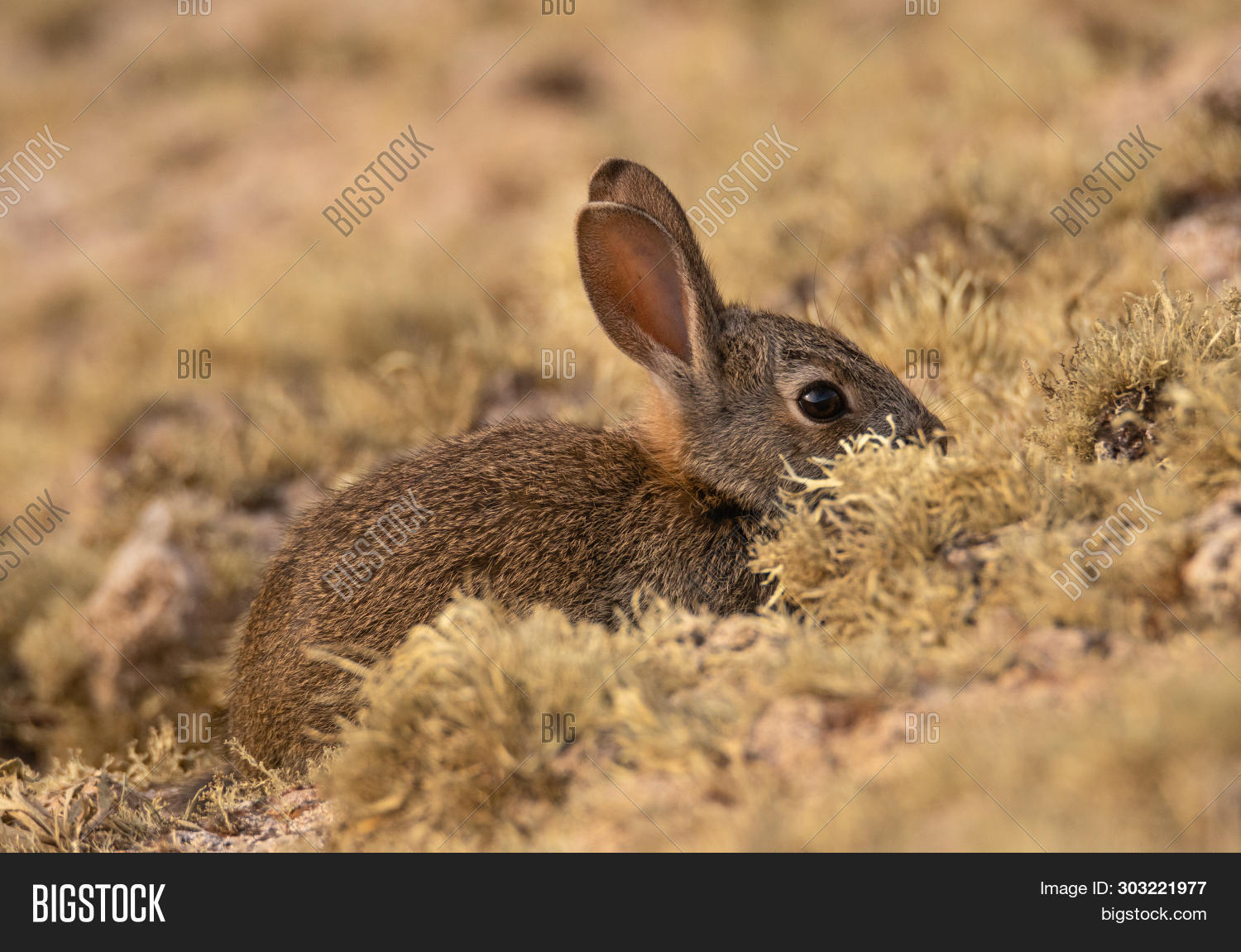 Wild Little Rabbit Image & Photo (Free Trial) | Bigstock