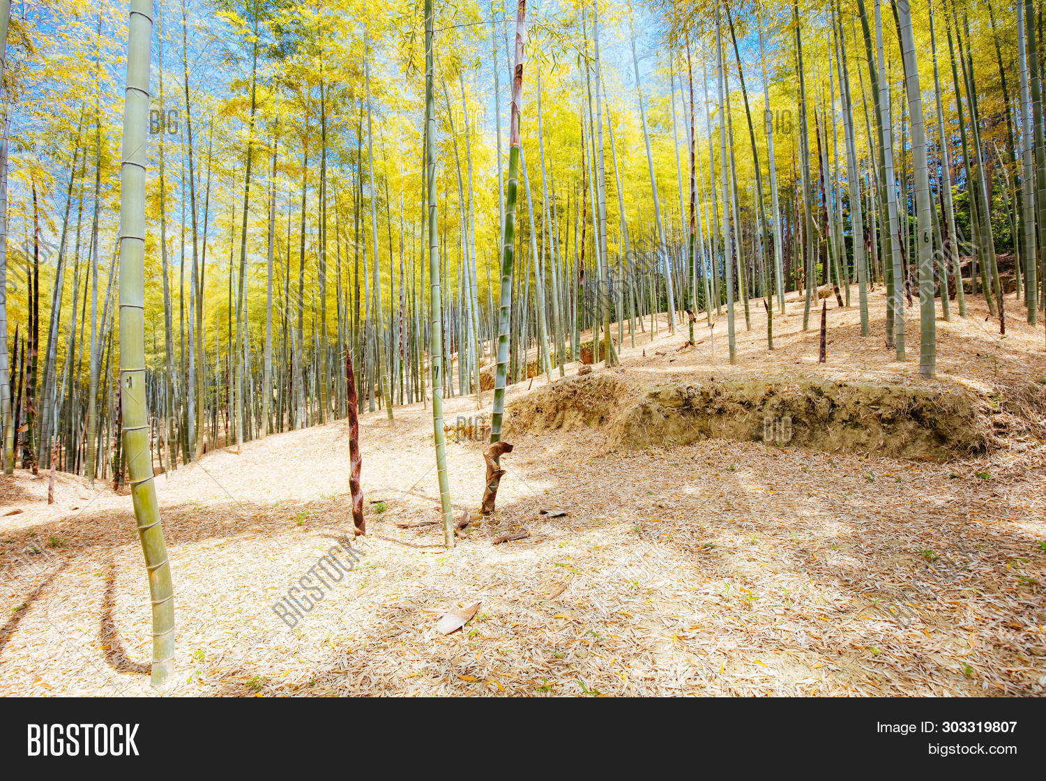 Secret Bamboo Forest Image & Photo (Free Trial) | Bigstock