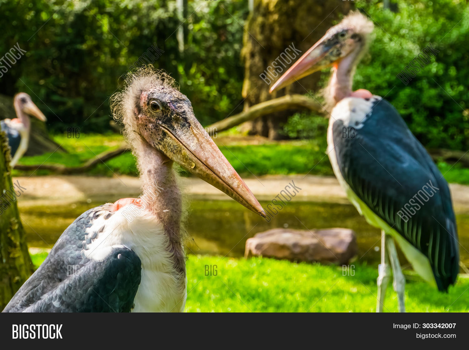 Marabou Stork Face Image & Photo (Free Trial) | Bigstock
