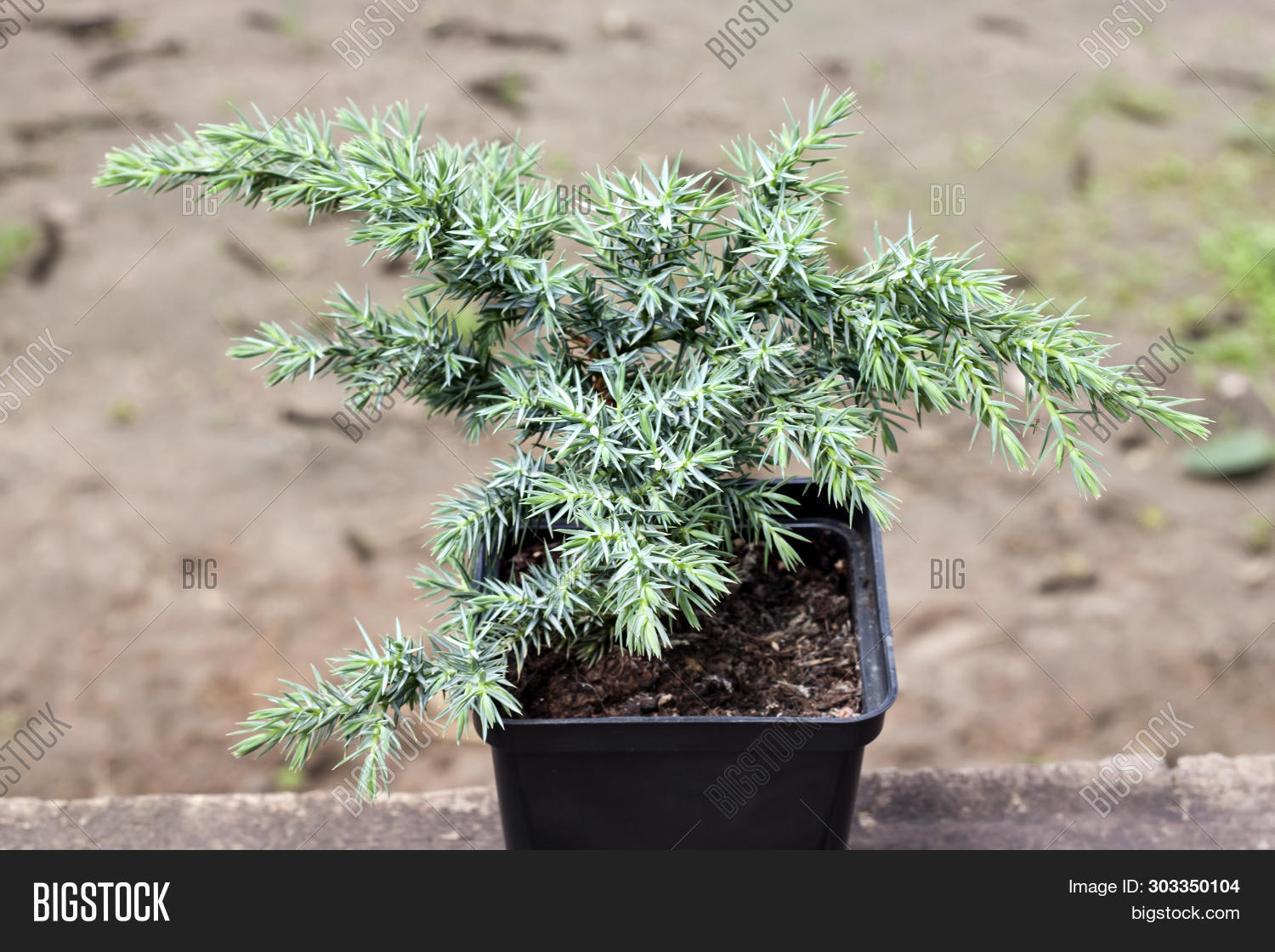 Imagen y foto Juniperus Squamata (prueba gratis) | Bigstock