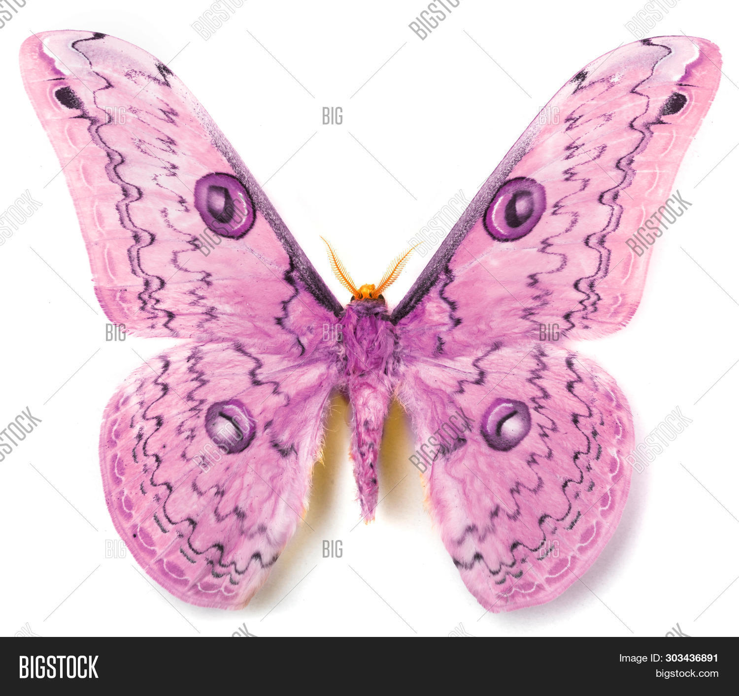 Loepa Megacore Moth Image & Photo (Free Trial) | Bigstock