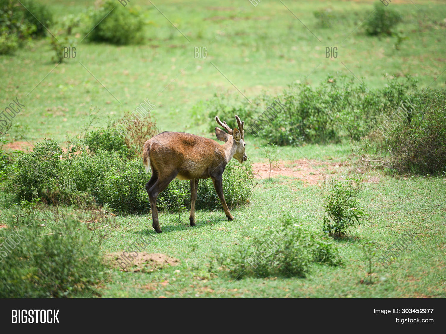 Eld's Deer, Thamin, Image & Photo (Free Trial) | Bigstock