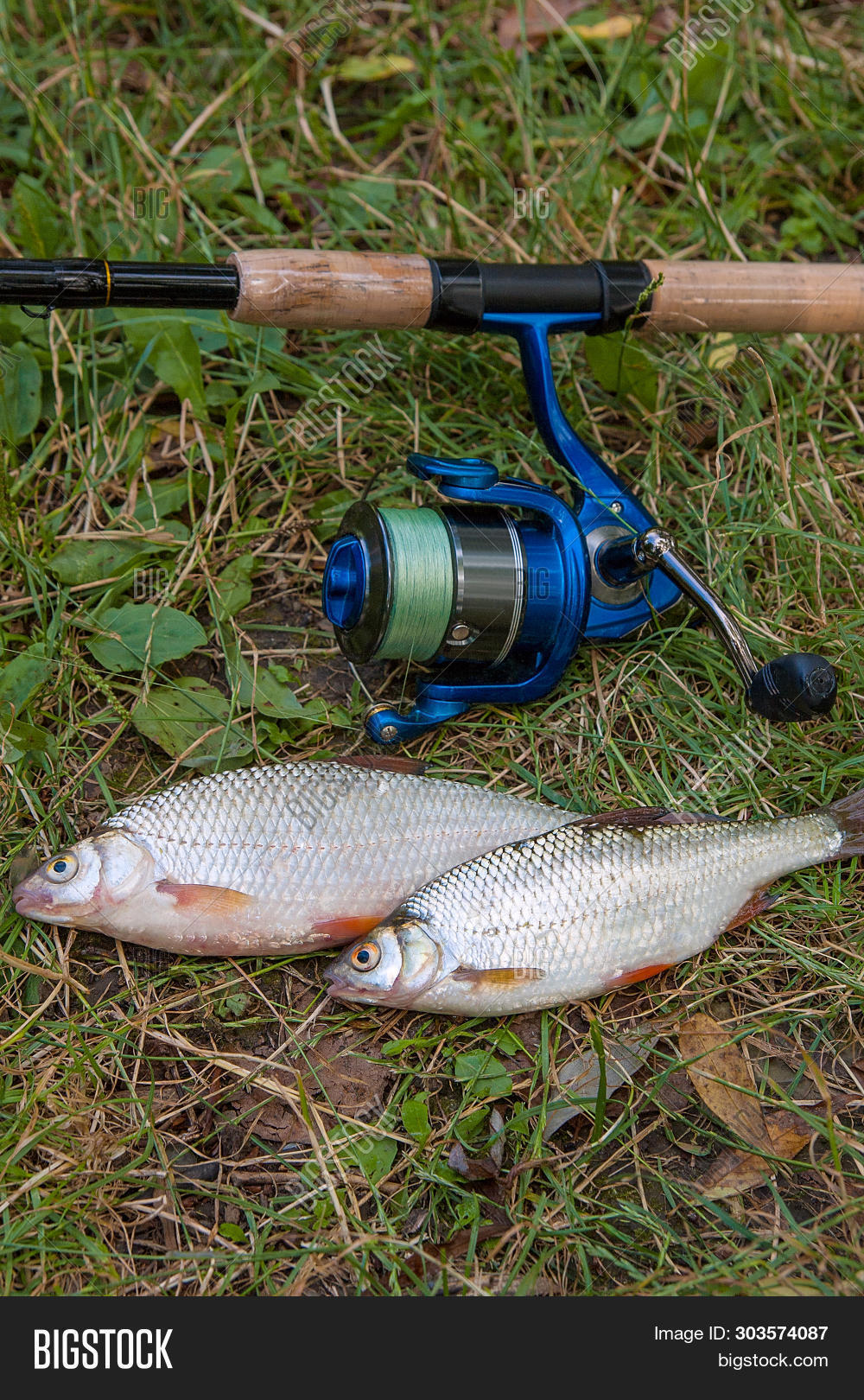 Several Common Roach Image & Photo (Free Trial) | Bigstock