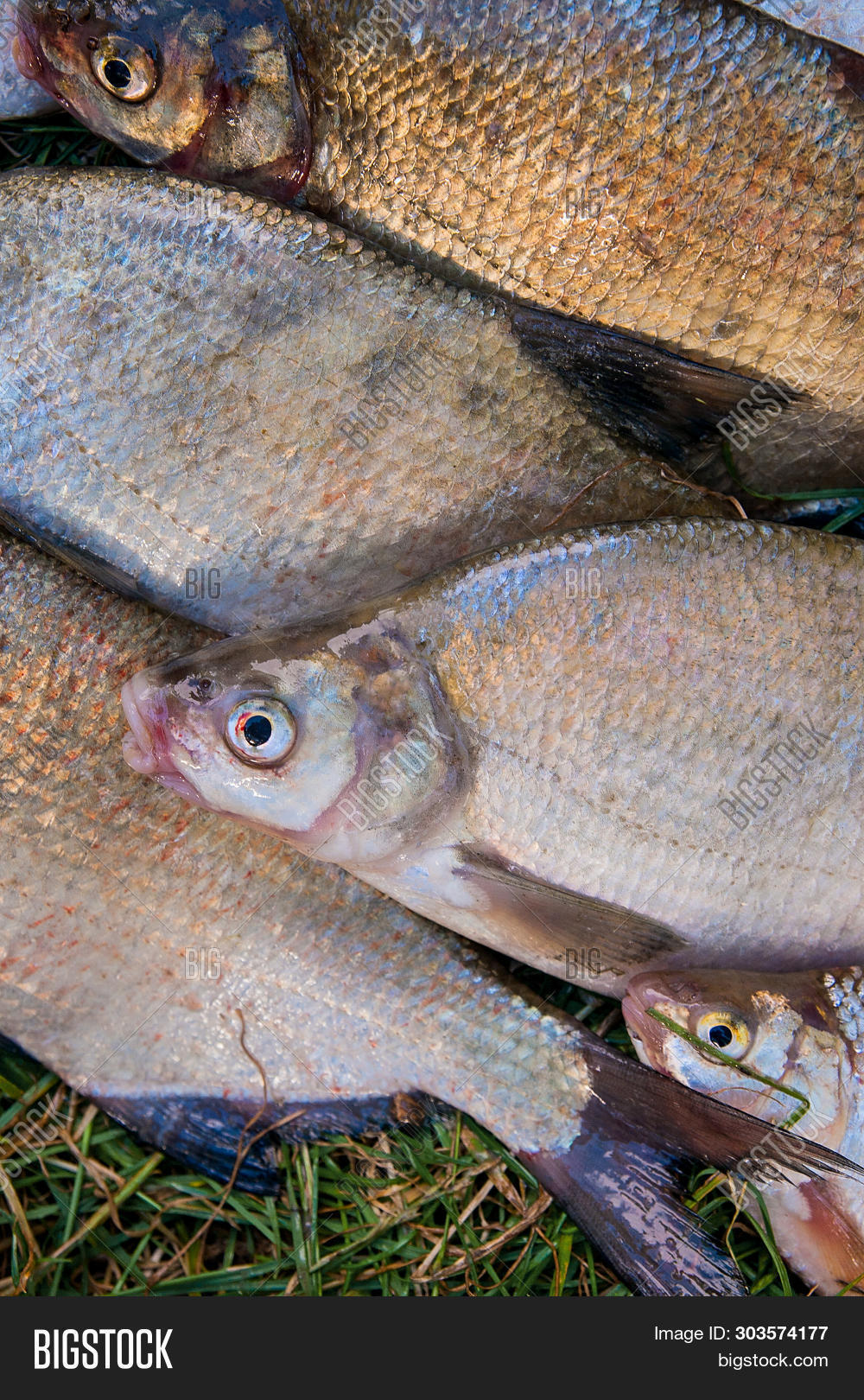 Pile Common Bream Fish Image & Photo (Free Trial) | Bigstock