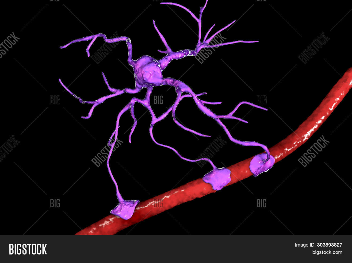 Astrocyte Blood Vessel Image & Photo (Free Trial) | Bigstock