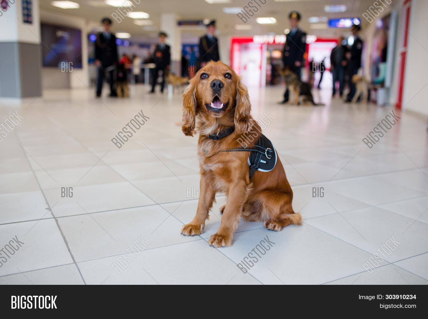 Drug Detection Dog Image & Photo (Free Trial) | Bigstock