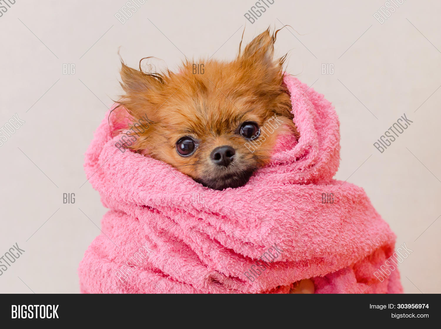 Lovely Pomeranian Dog Image & Photo (Free Trial) | Bigstock