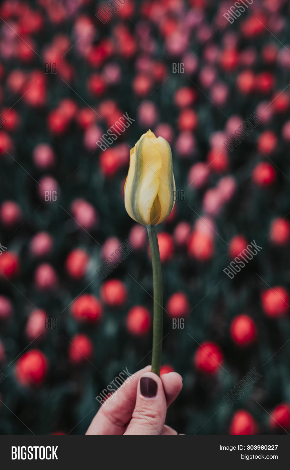 Hand Holding Beautiful Image & Photo (Free Trial) | Bigstock