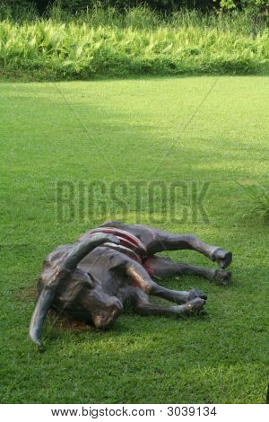 Dead Dying Cow Image & Photo (Free Trial) | Bigstock