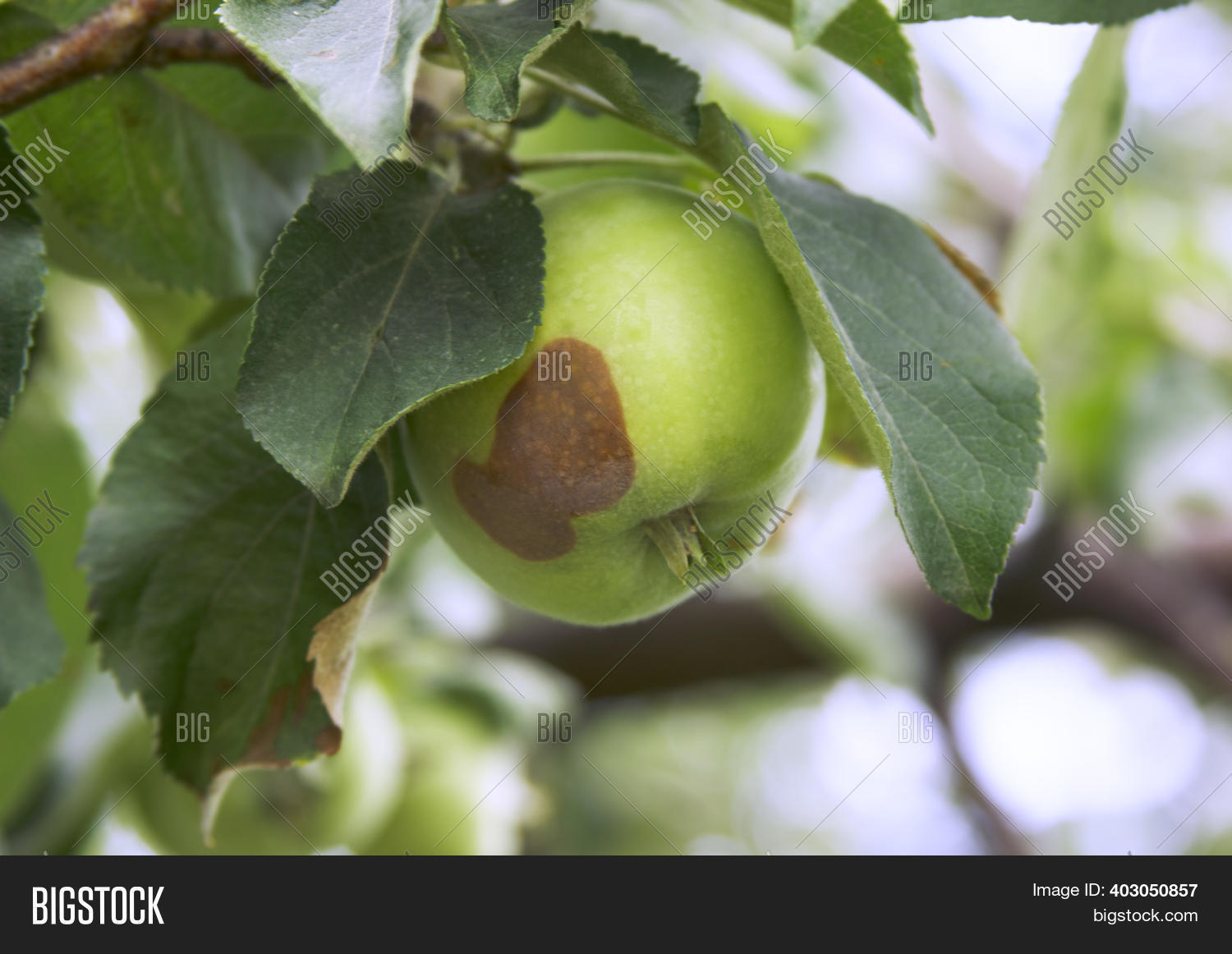 Monilinia Fructigena. Image & Photo (Free Trial) | Bigstock