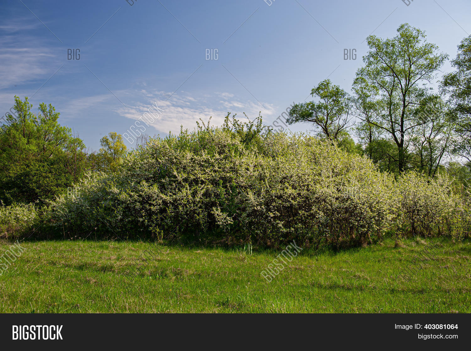 Flowering Thickets Image & Photo (Free Trial) | Bigstock