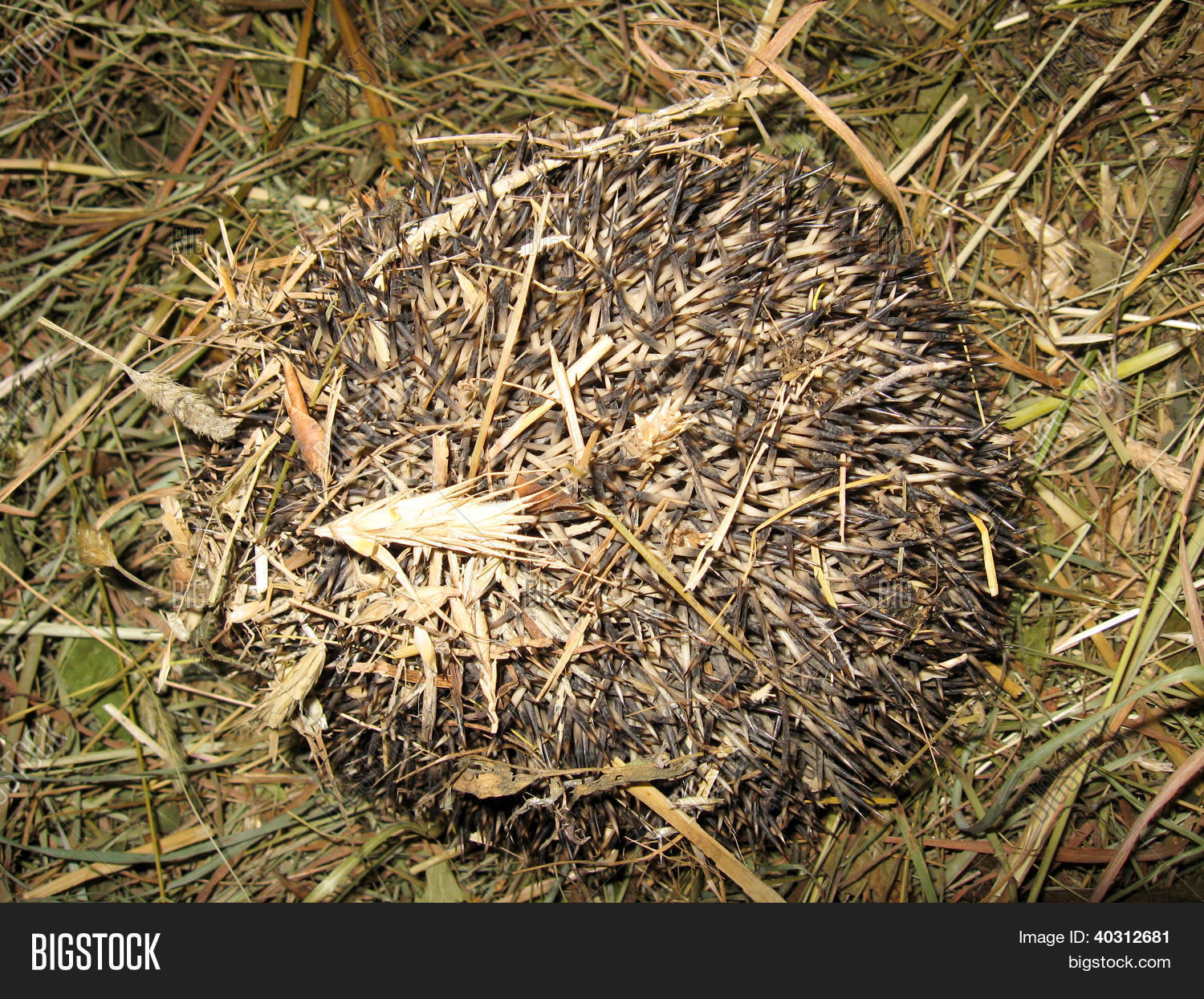 Hedgehog Curtailed Image & Photo (Free Trial) | Bigstock
