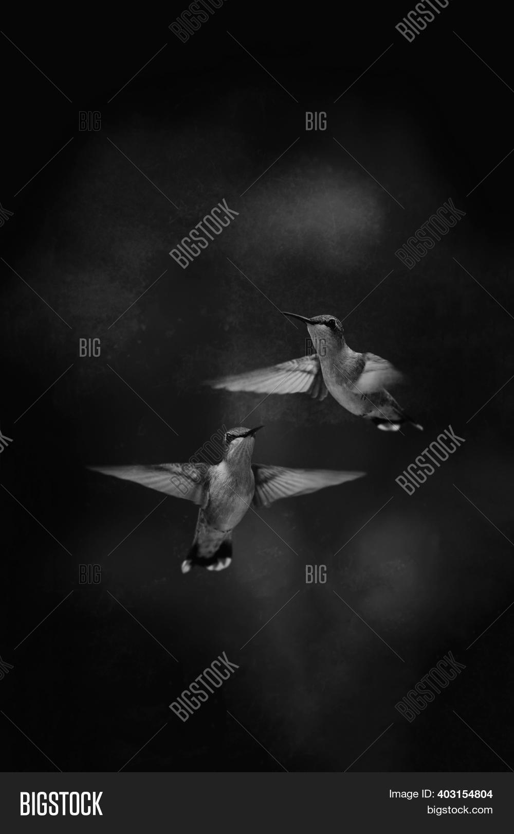 Two Hummingbirds On Image & Photo (Free Trial) | Bigstock