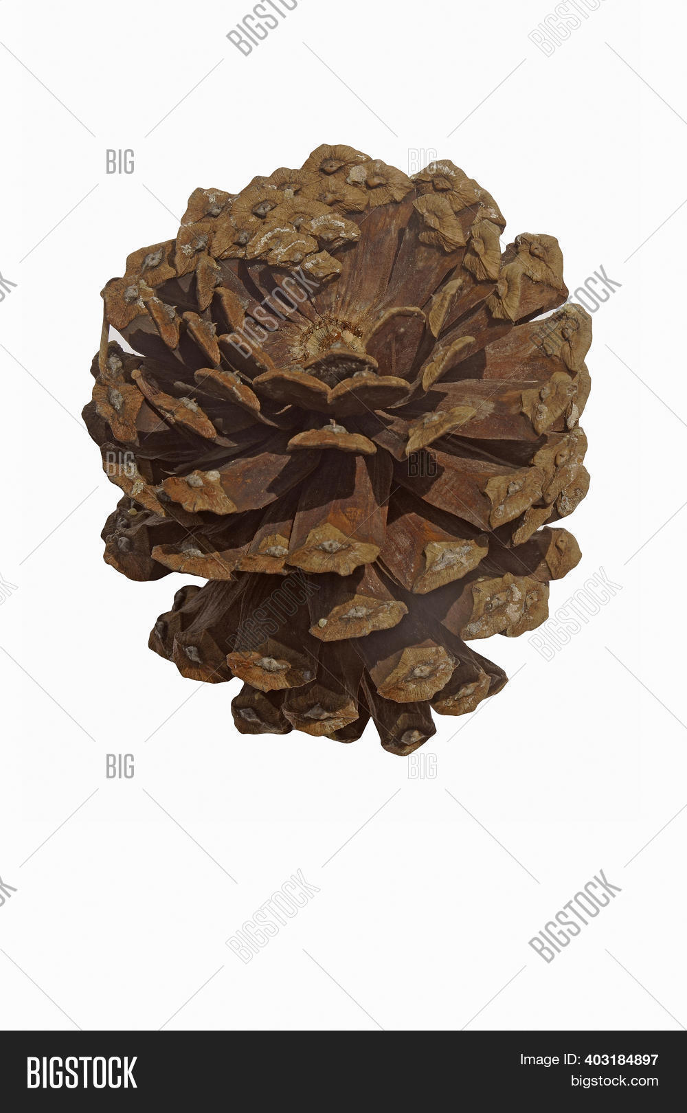 Longleaf Pine Cone Image And Photo Free Trial Bigstock