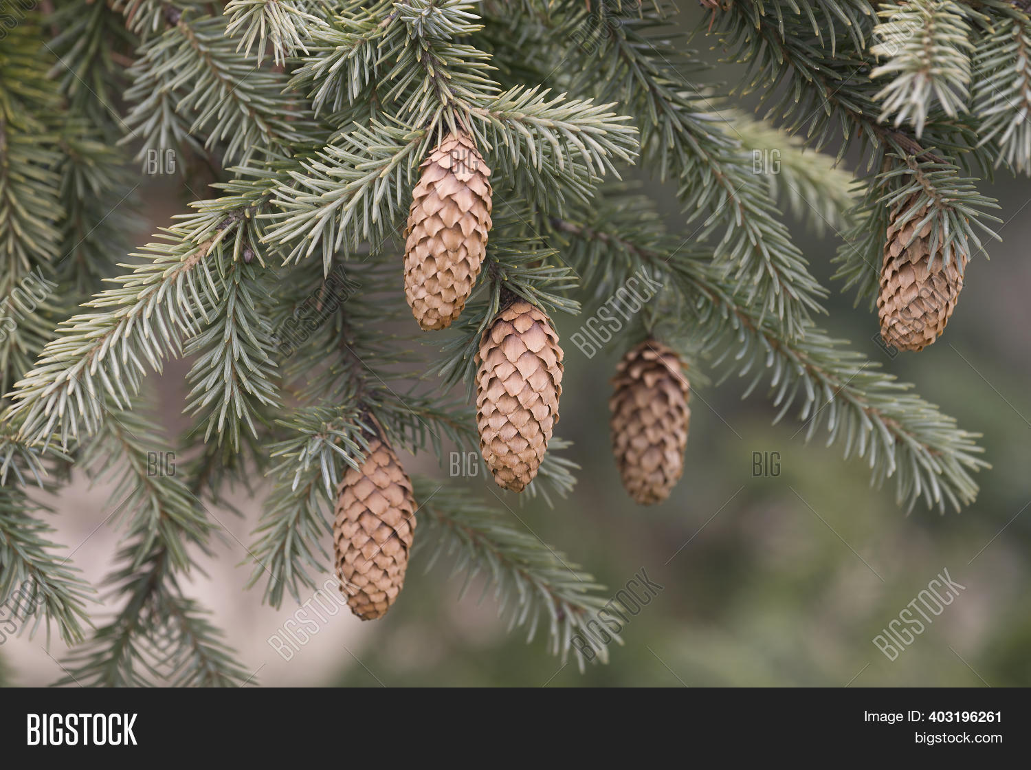 Purple Cone Spruce ( Image & Photo (Free Trial) | Bigstock