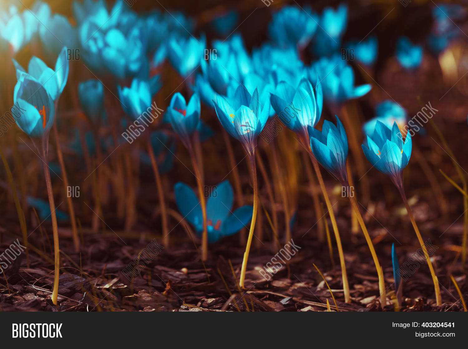 Blue Crocus Flowers. Image & Photo (Free Trial) | Bigstock