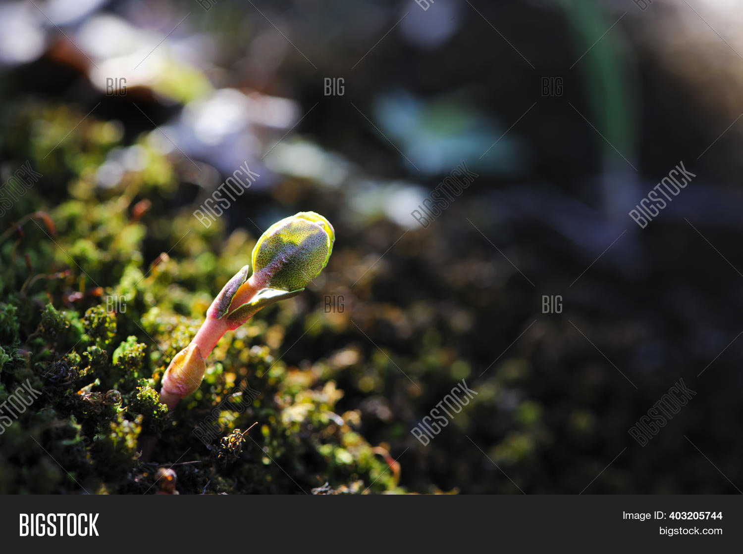 Small Plant Germinates Image & Photo (Free Trial) | Bigstock