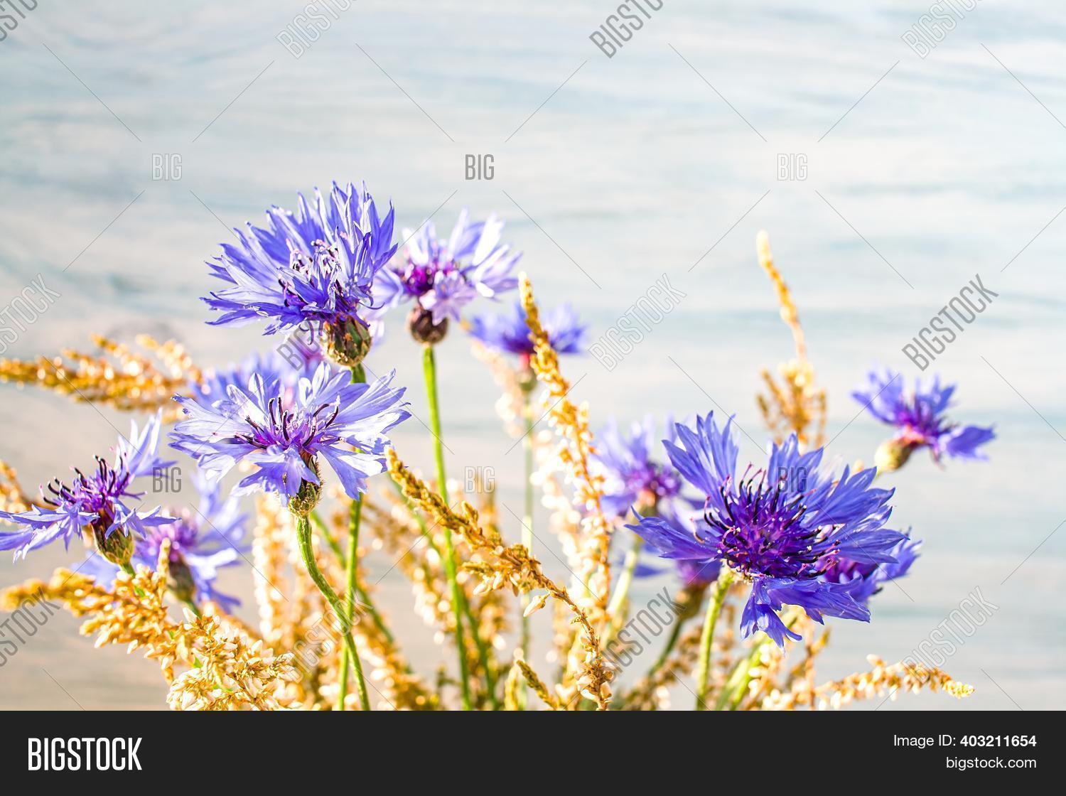 Blue Cornflower , Image & Photo (Free Trial) | Bigstock