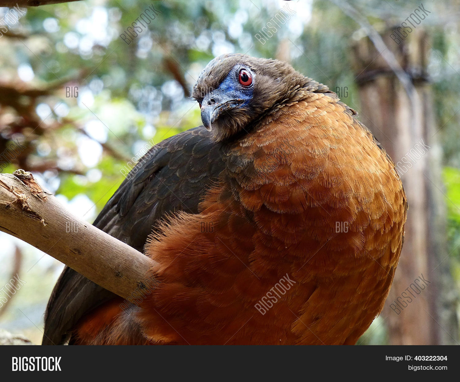 Close Sickle-wing Image & Photo (Free Trial) | Bigstock