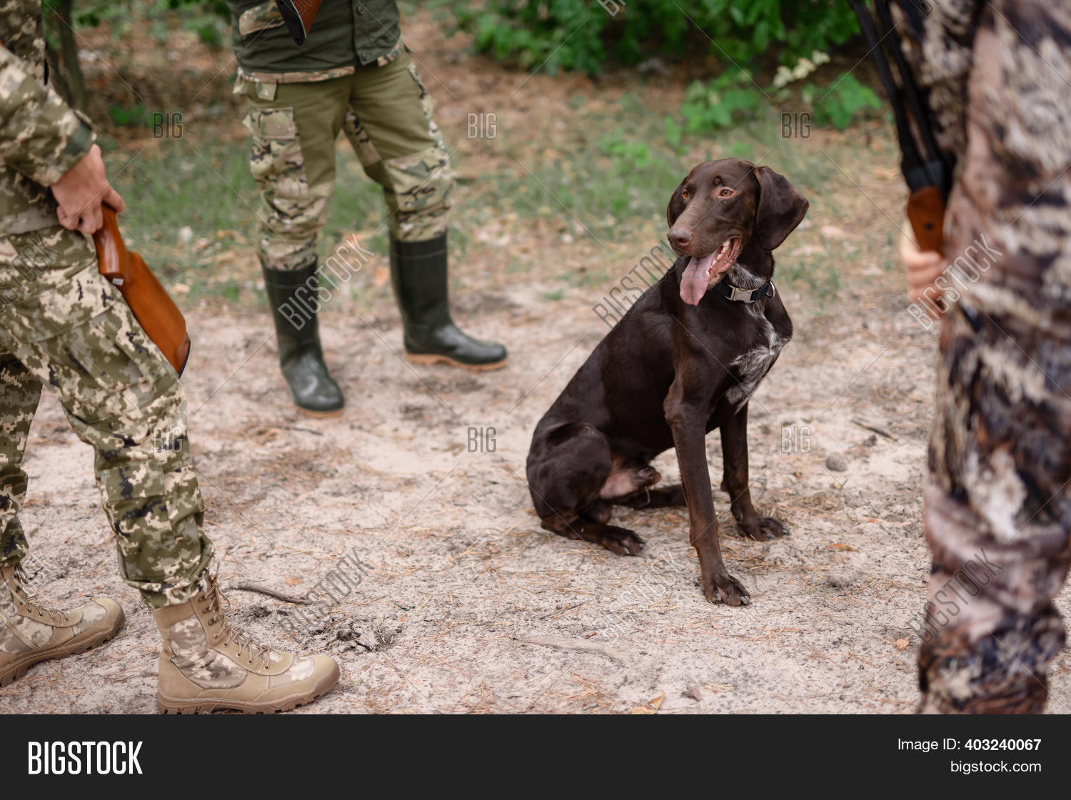 Dog Sitting Among Image & Photo (Free Trial) | Bigstock