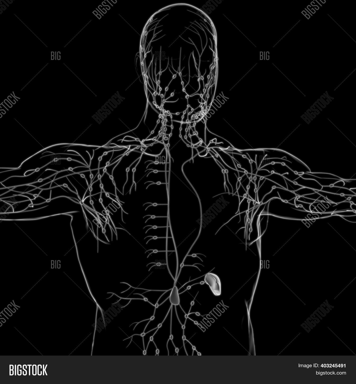 Human Lymph Nodes Image & Photo (Free Trial) | Bigstock