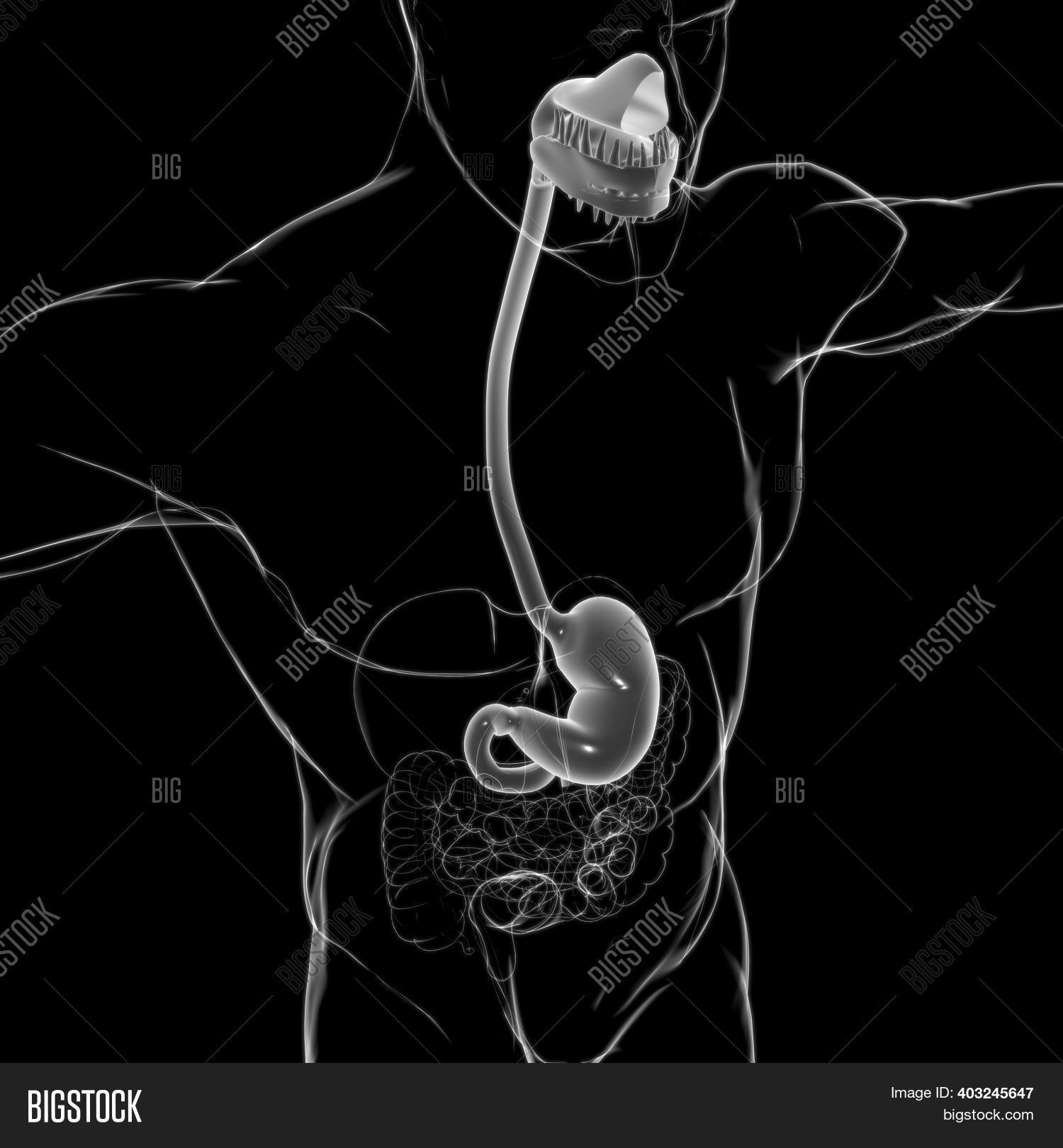 Stomach Anatomy Human Image & Photo (Free Trial) | Bigstock