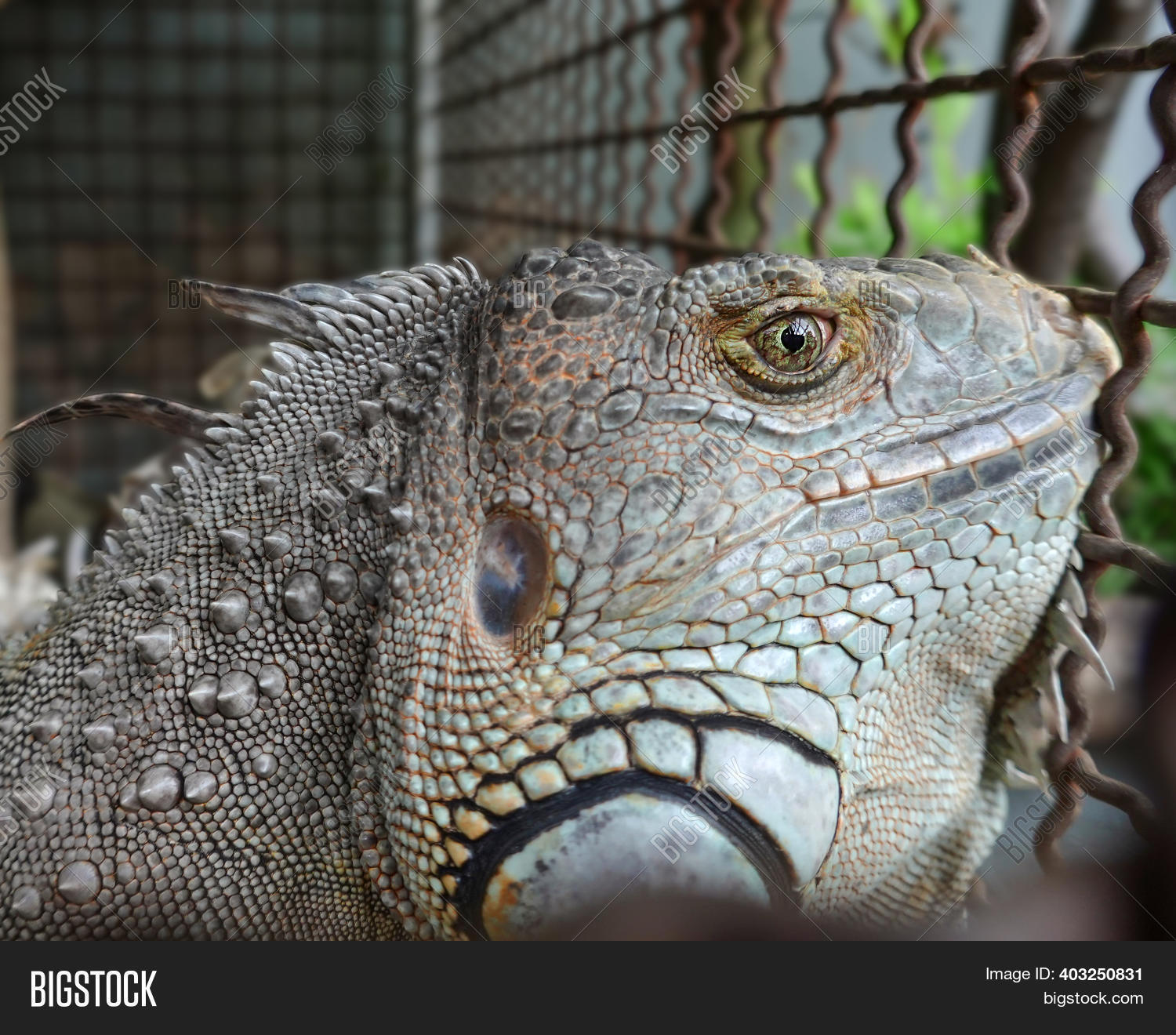 Portrait Iguana Image & Photo (Free Trial) | Bigstock